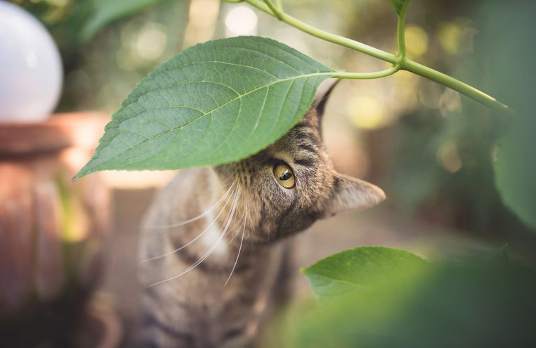 18 plants that are poisonous for cats | Reader's Digest New Zealand