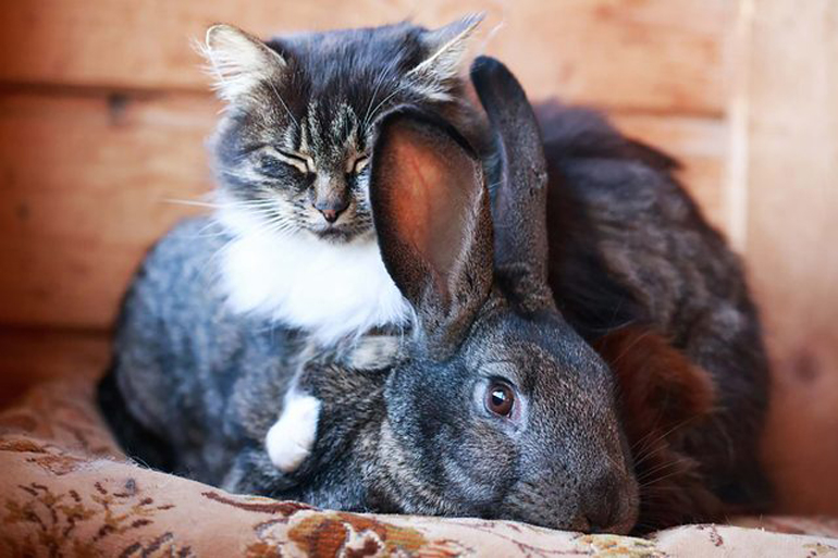 Pet combinations that are most likely to hate each other | Reader's ...