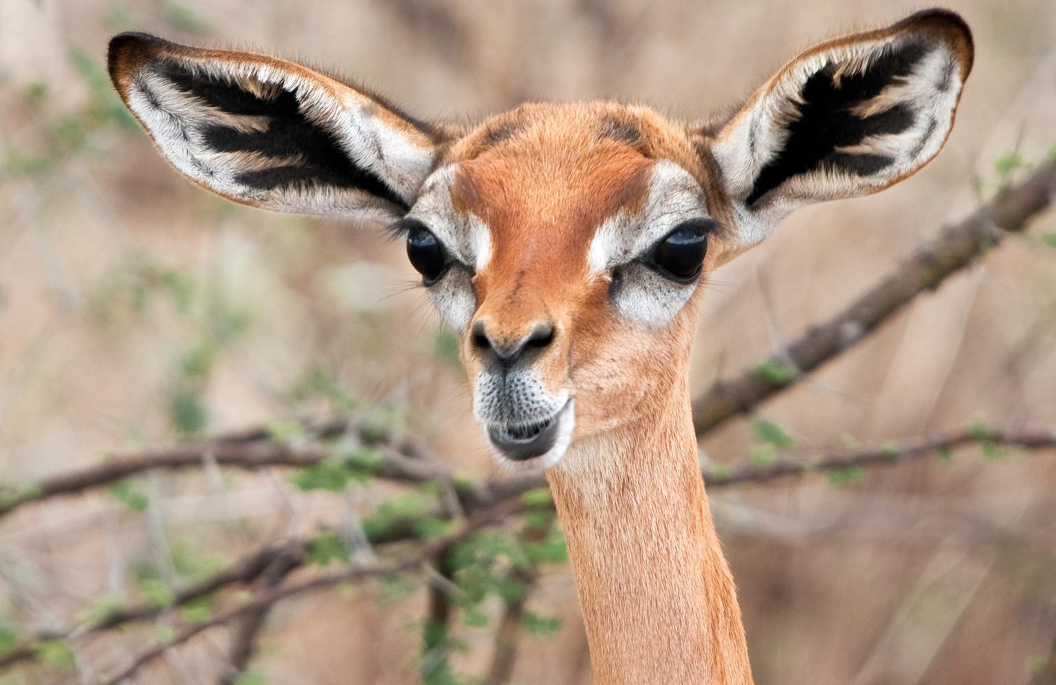 30 of the weirdest animals around the world | Reader's Digest New Zealand