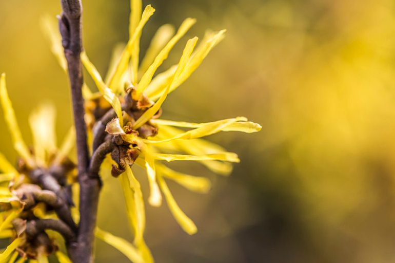 7 uses for witch hazel | Reader's Digest New Zealand