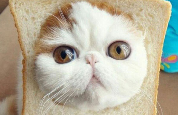 10 greatest cats of the internet | Reader's Digest New Zealand